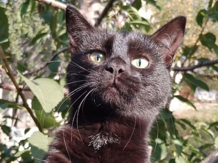 Маленькая пантера в добрые руки