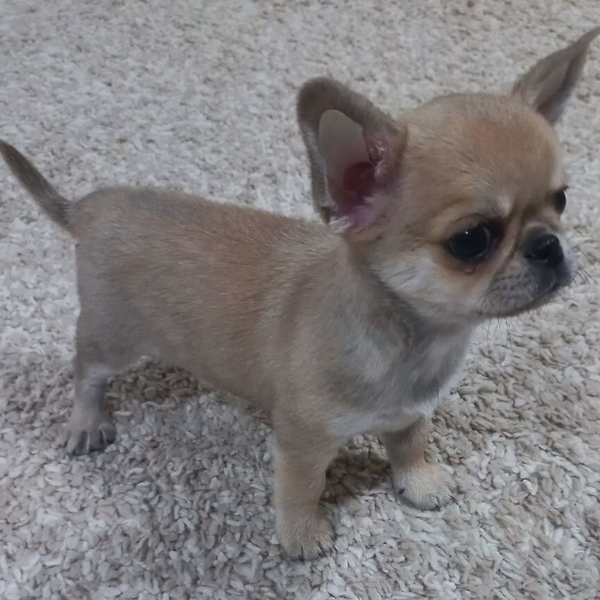 Чихуахуа, щенок