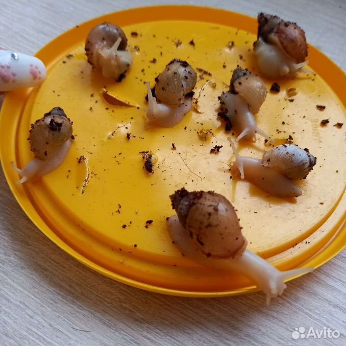 Улитки ахатины