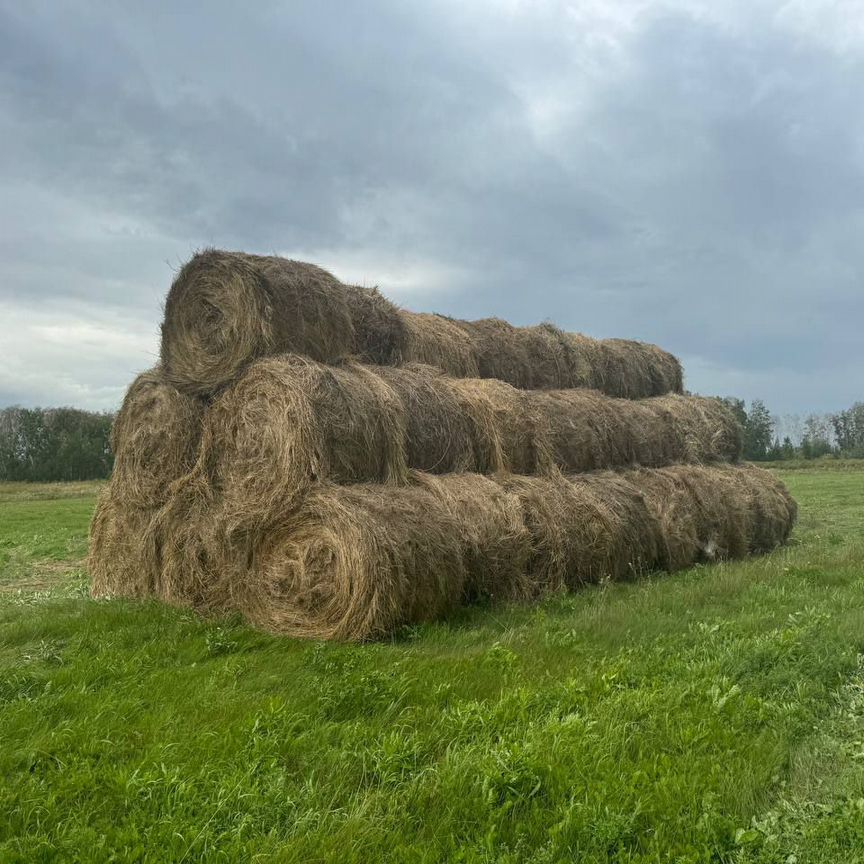 Сено в рулонах