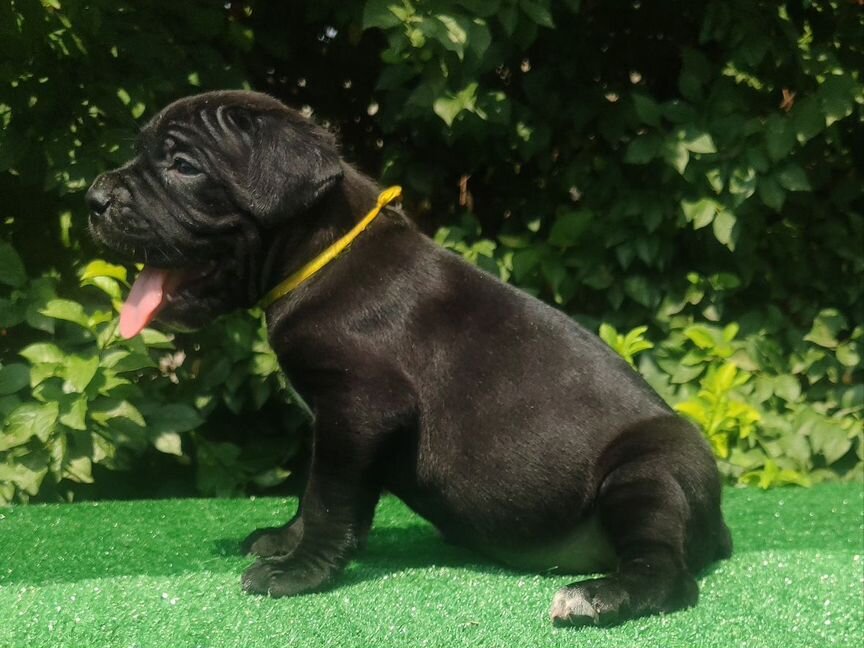 Щенки кане Корсо