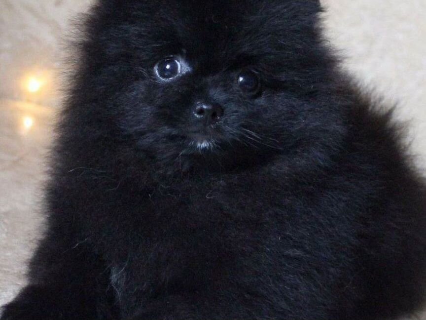 Померанский шпиц