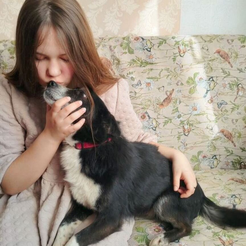 Небольшой пёсик Фёрбик 8 кг