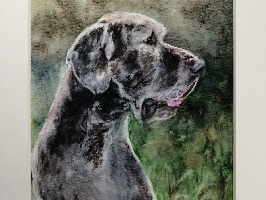 Мраморный дог #собака #друг #компаньон