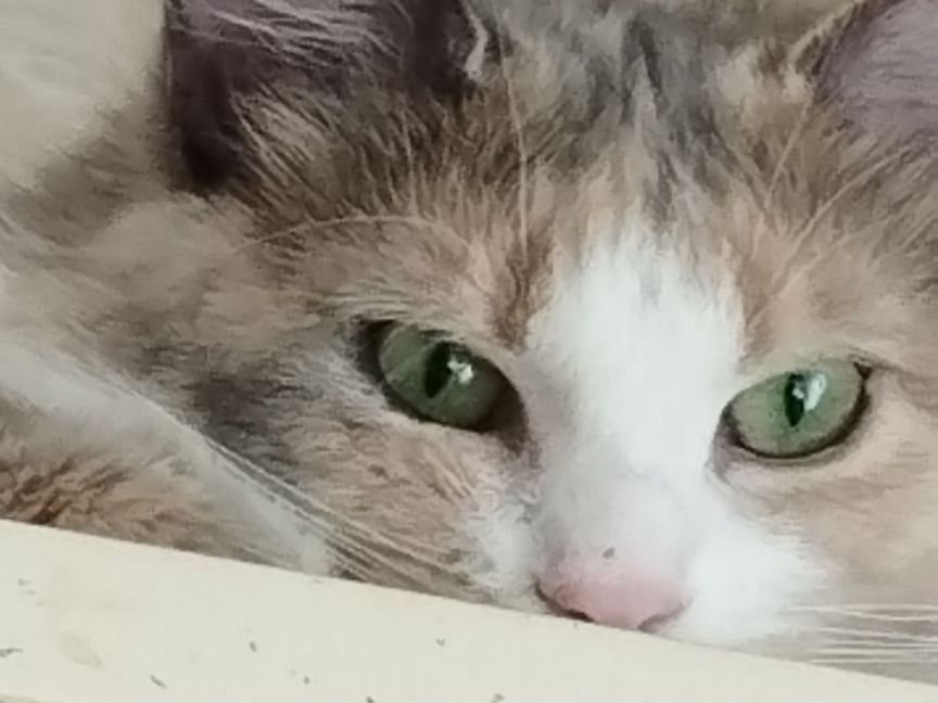 Шанель, 1 год