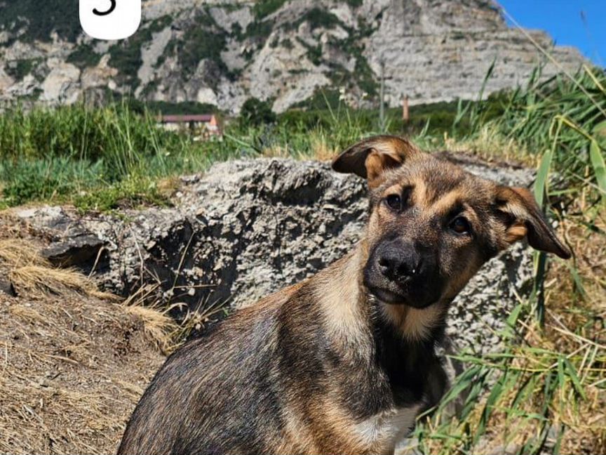 Щенок-подросток Варя в дар