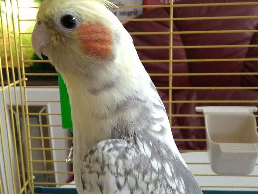 Попугай корелла с клеткой
