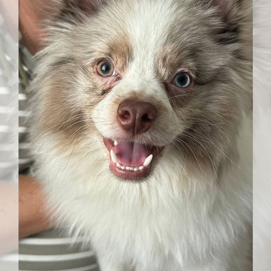 Немецкий шпиц, щенок