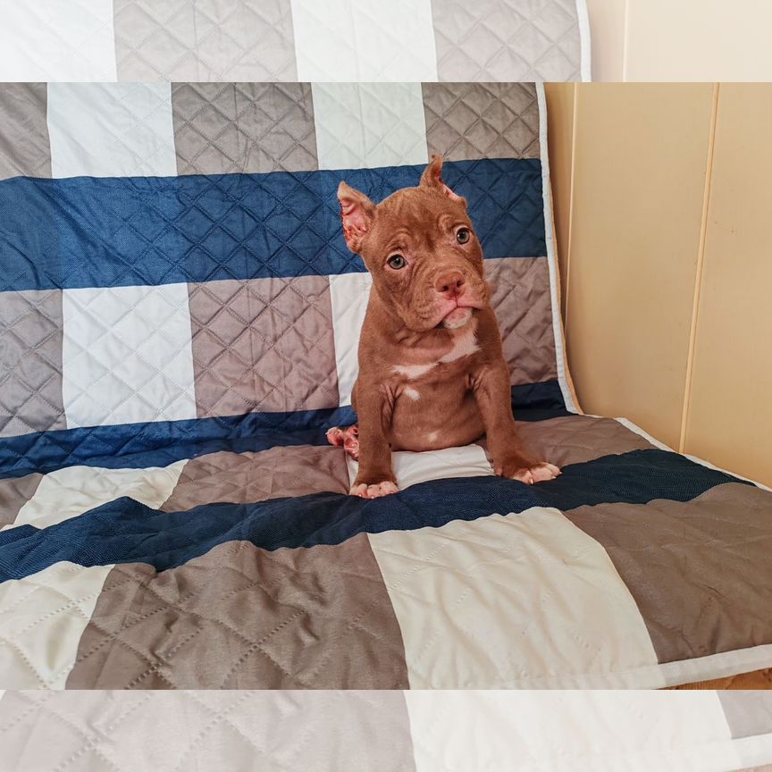 Американский булли, щенок