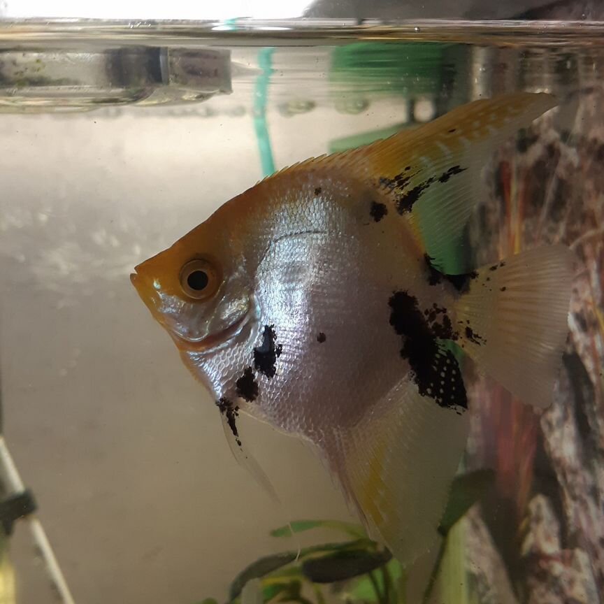 Скалярия обмен