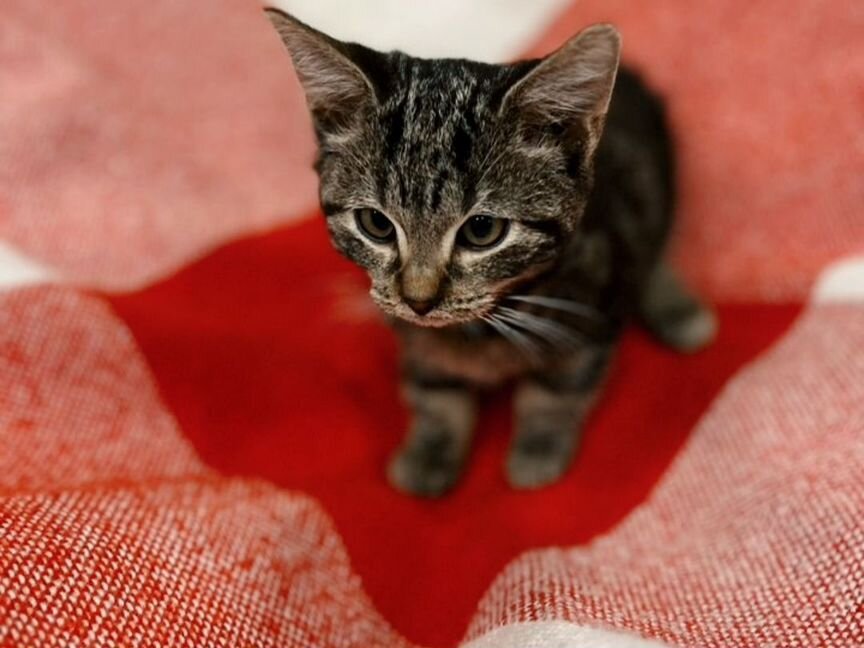 Необычная кошечка котенок