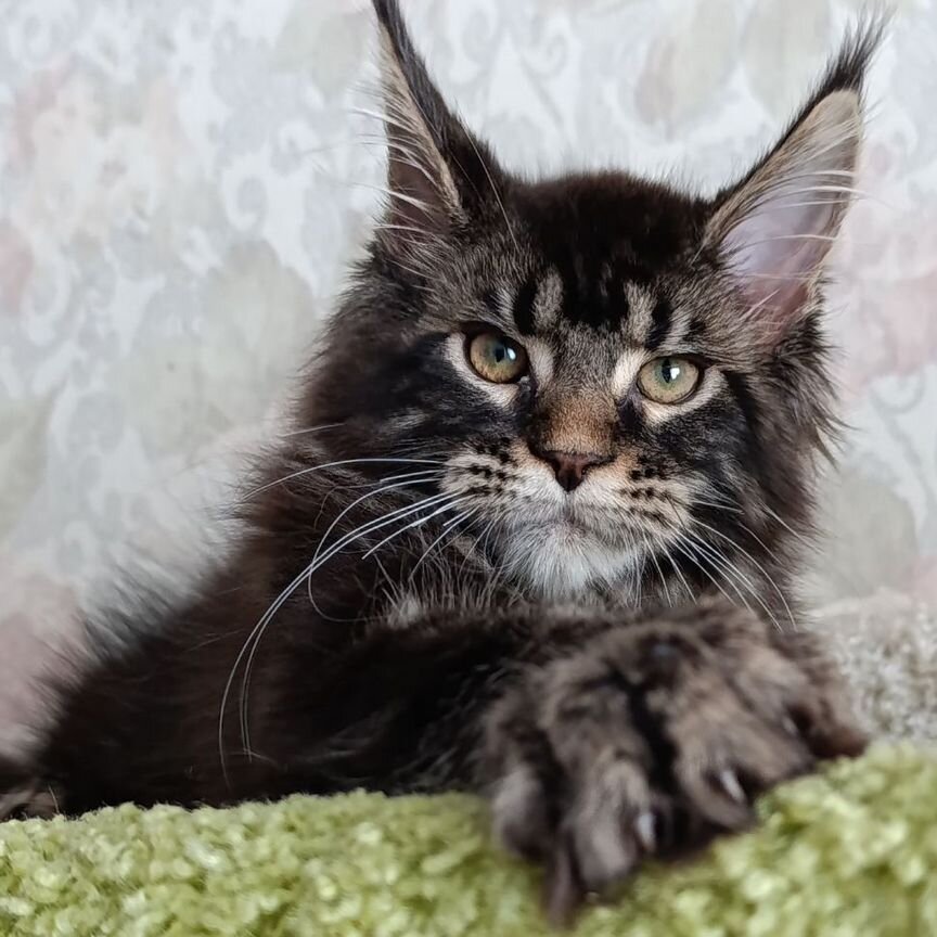 Мейн-кун котёнок