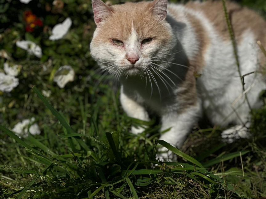 Кот Маркус