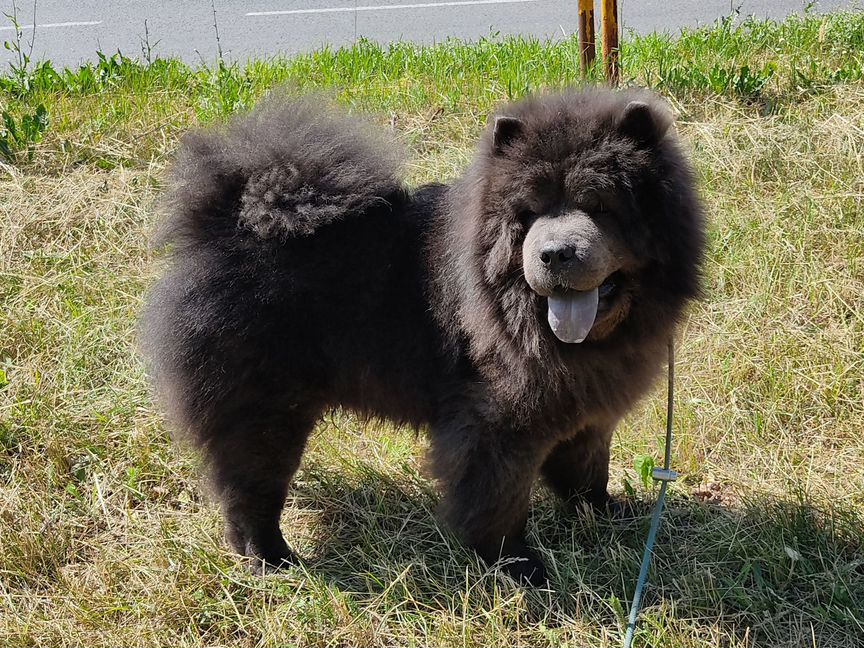 Кобель чаучау РКФ 1,5 года голубой