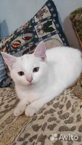 Ангорские котята