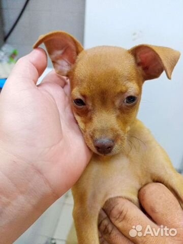 Той-терьер щенки