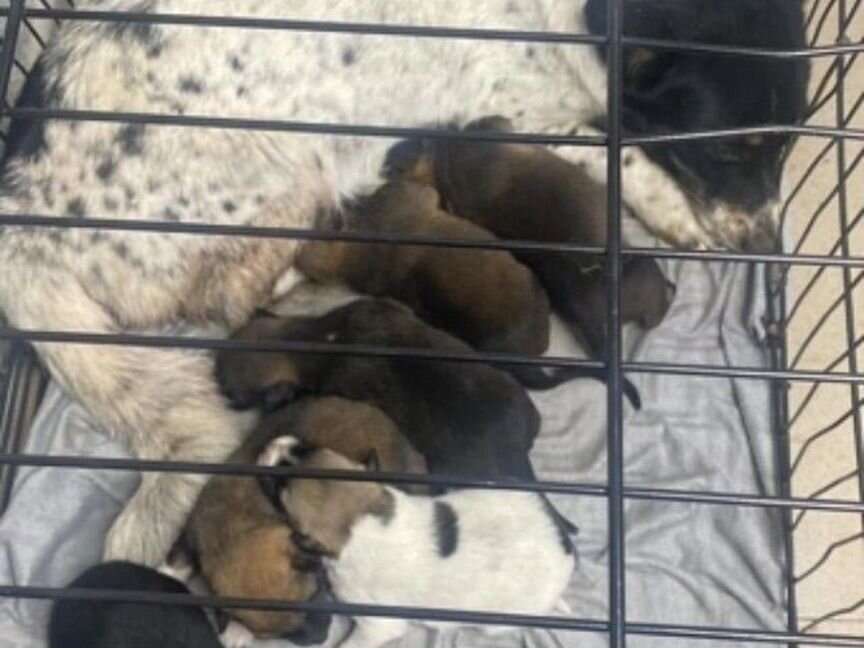 Кутята и собака бесплатно