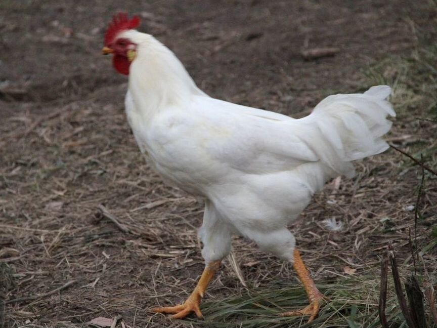 Куры несушки яичной породы