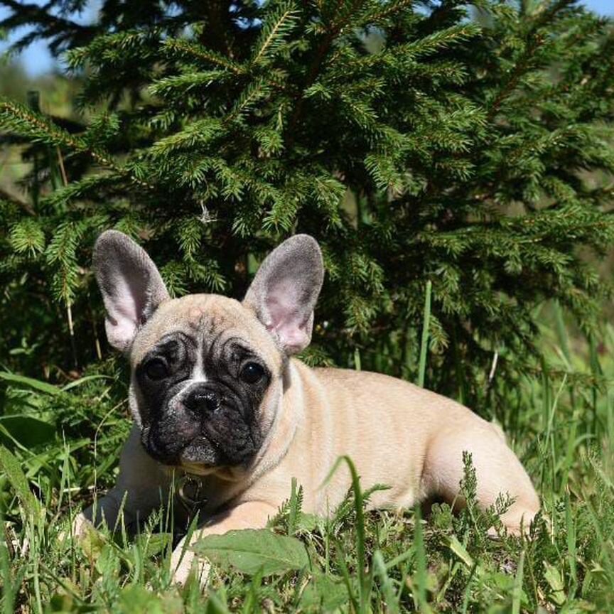 Французский бульдог девочка