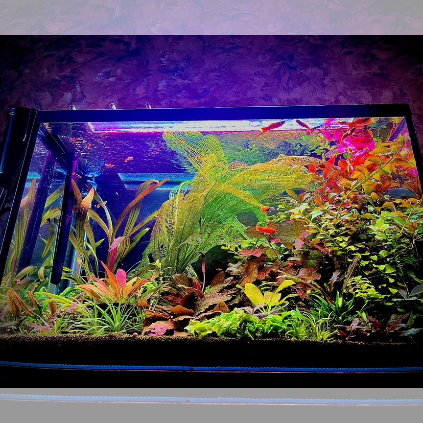 Аквариумные растения (прополка)