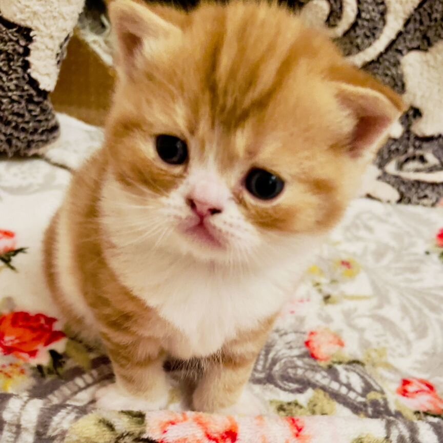 Шотландский прямоухий короткошёрстный котёнок