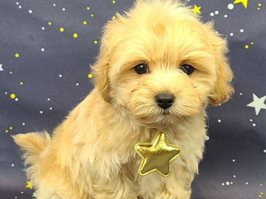 Мальтипу щенок мини