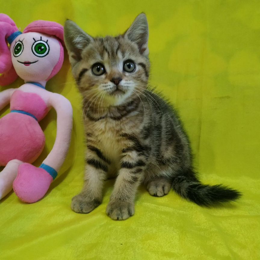 Шотландский котик
