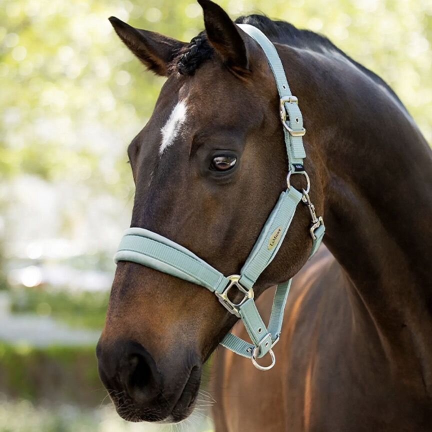 Комплект недоуздок и чомбур Lemieux коб