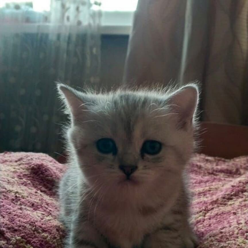 Шотландская