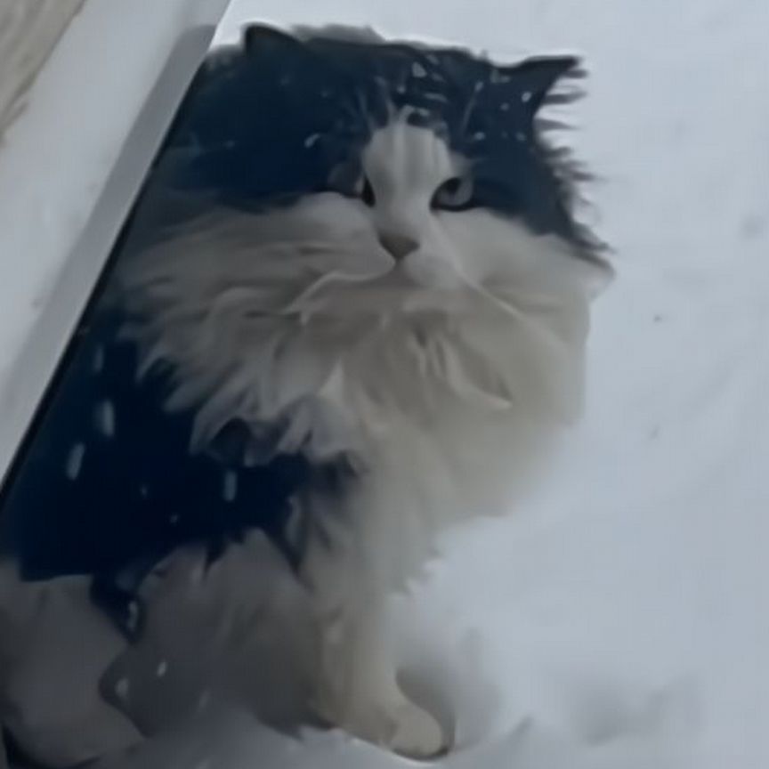 Взрослый кот в добрые руки