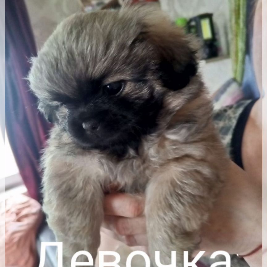 Пекинес, щенок