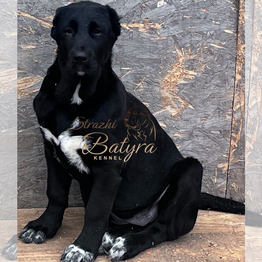 Среднеазиатская овчарка, щенок