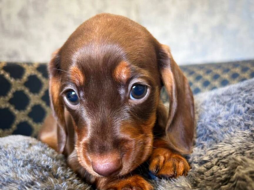 Такса девочка