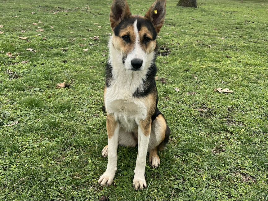 Собака в добрые руки