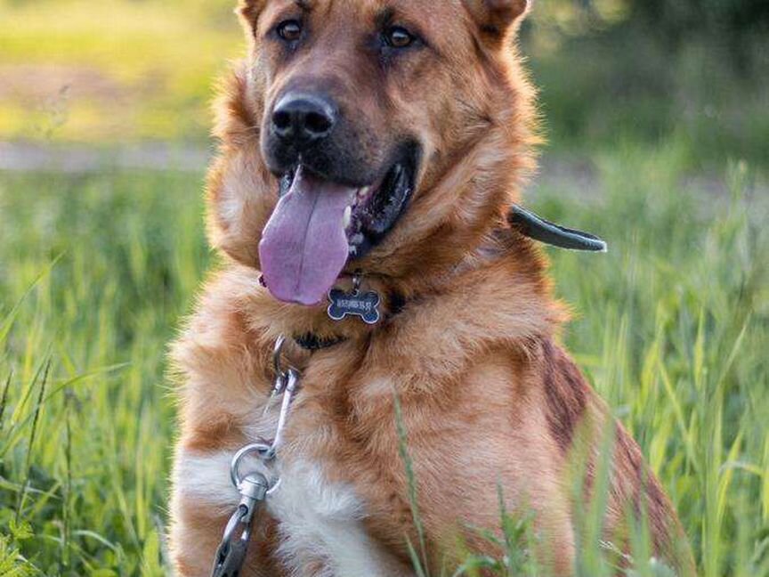 Пёс в добрые руки