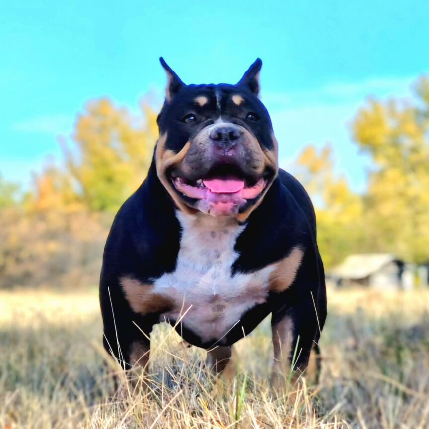 Американский булли