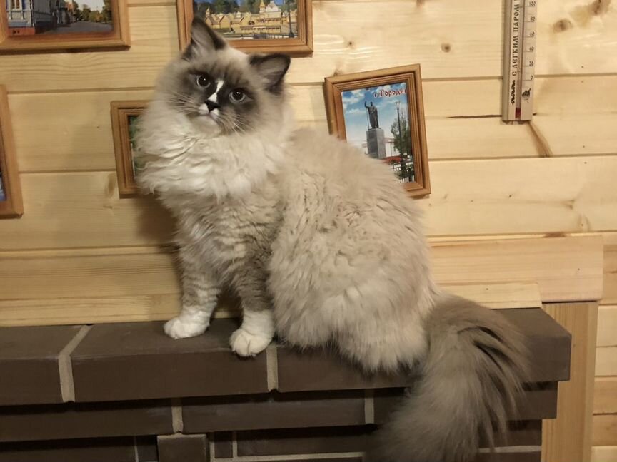 Невский маскарадный красавчик