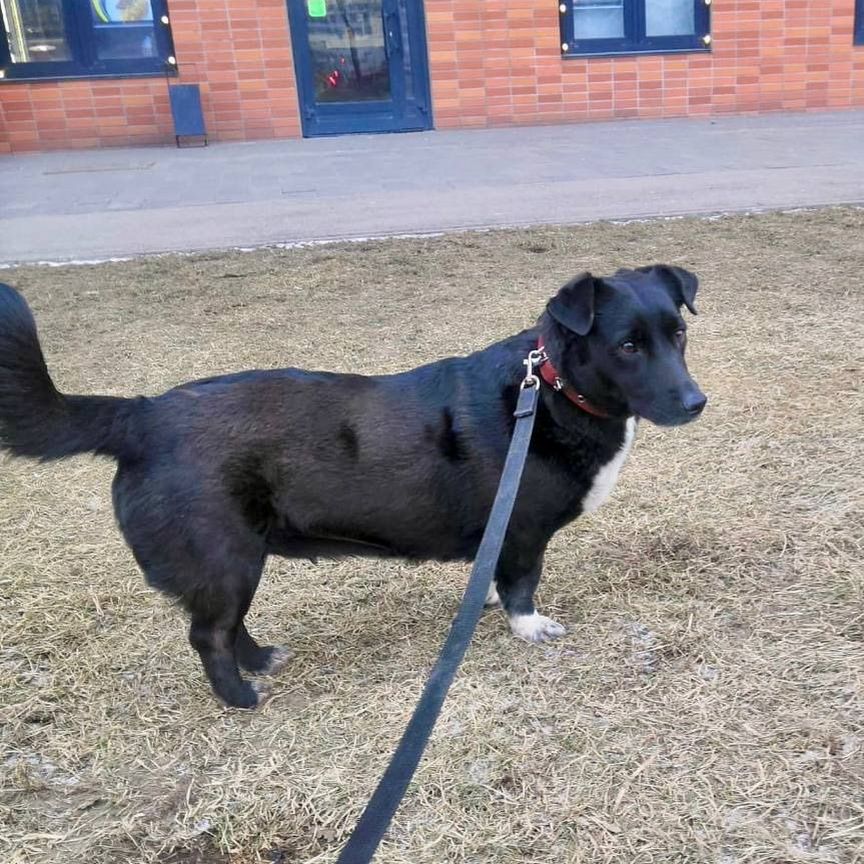 Собака в добрые руки