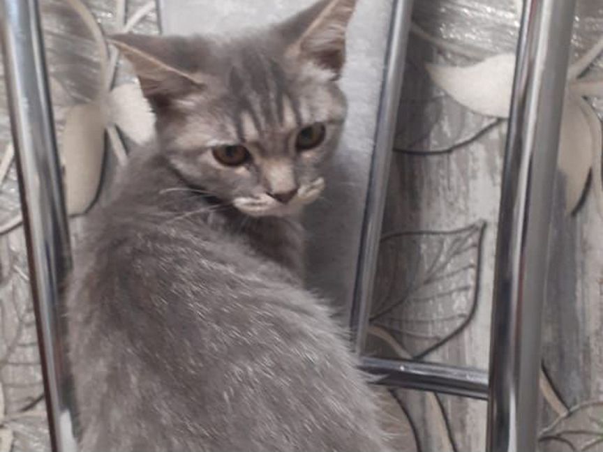 Котёнок Хильда