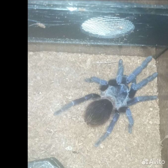 Паук Pterinopelma sazimai