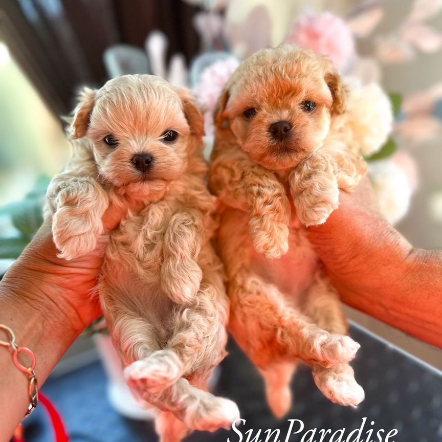 Maltipoo f1 micro Корея/Китай