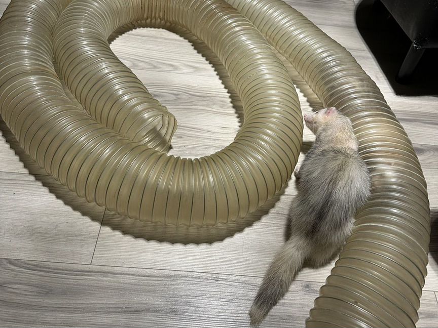 Тоннель труба для хорьков