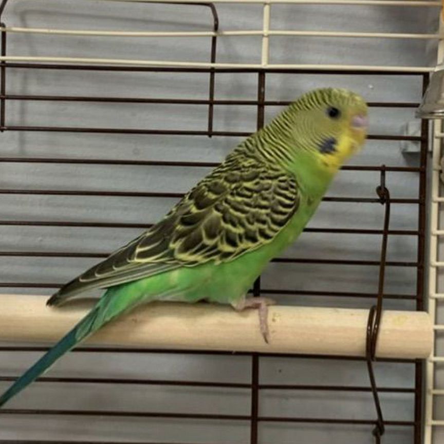 Волнистый попугай