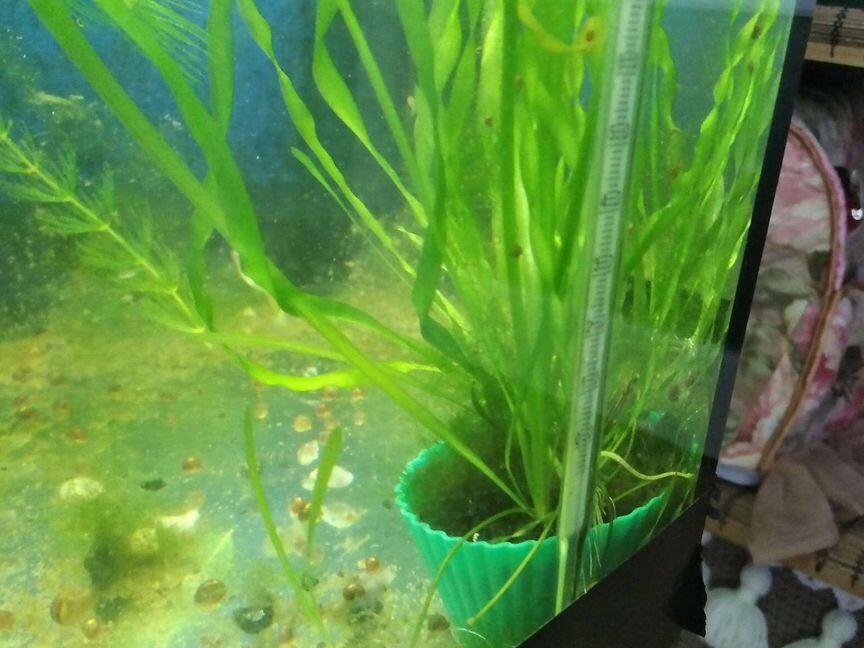 Прополка(аквариум)