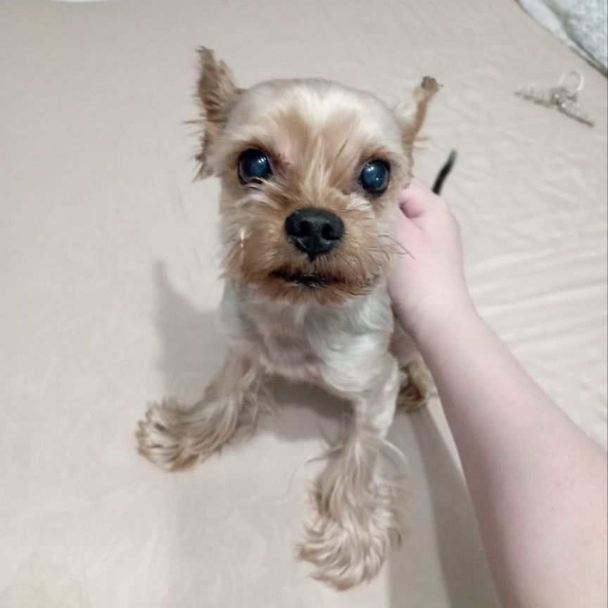 Отдам собаку