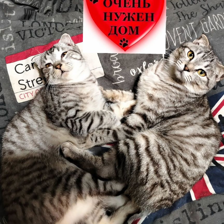 Котики ищут ответственного опекуна и дом