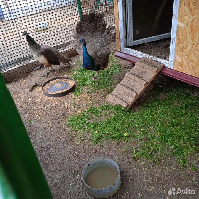 Индийские павлины