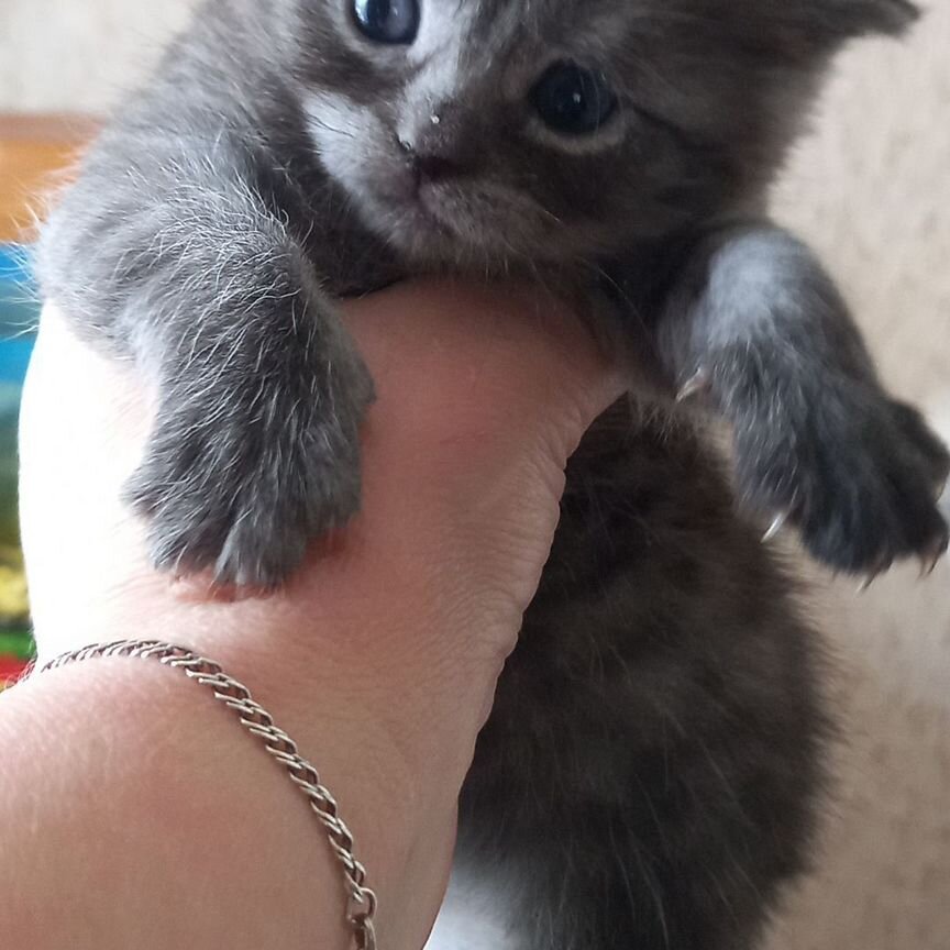 Котята