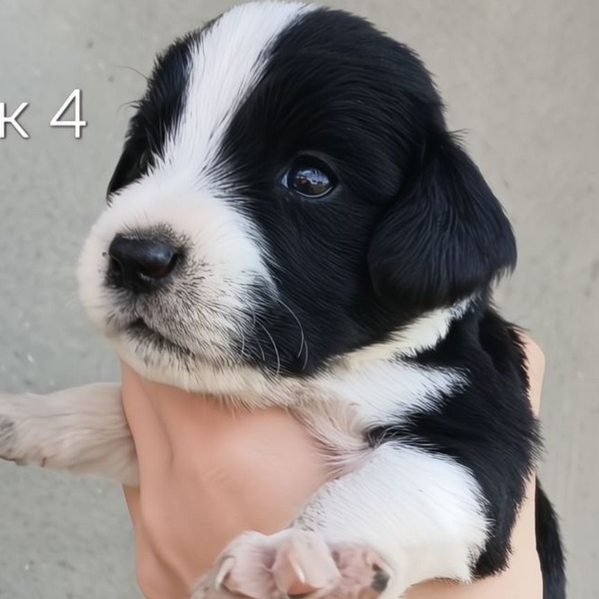 Русский охотничий спаниель, щенок