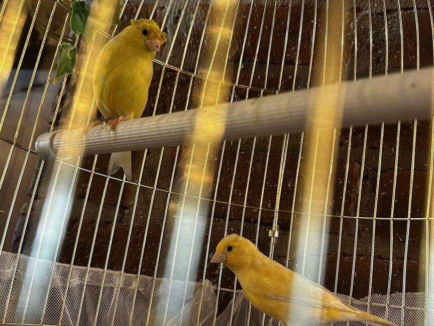 Канарейки